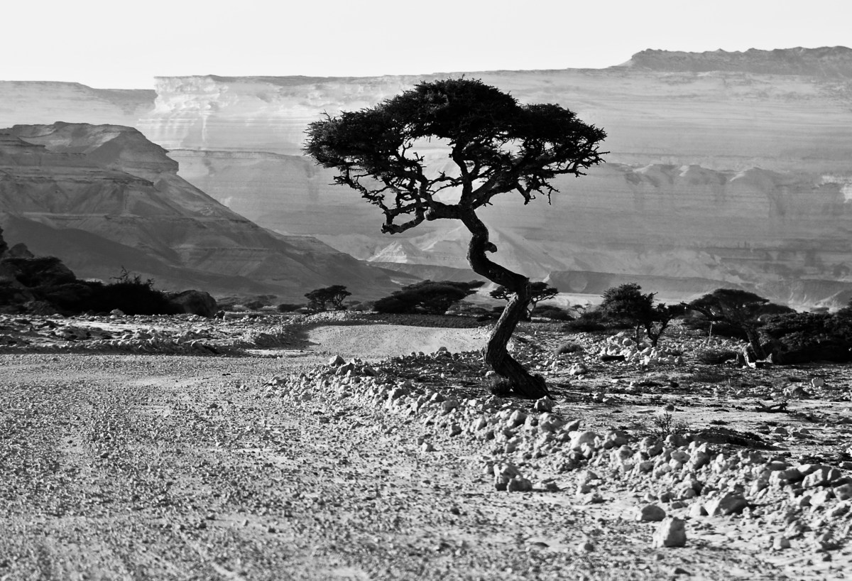 Al Hakim’s Princess Sunshine – 2007 – Come From Away