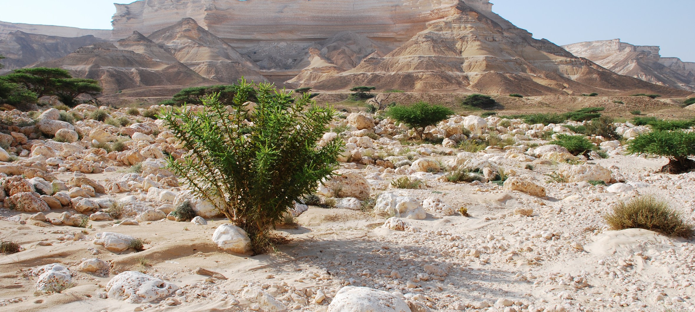 Come From Away – Dr. Marielle Risse