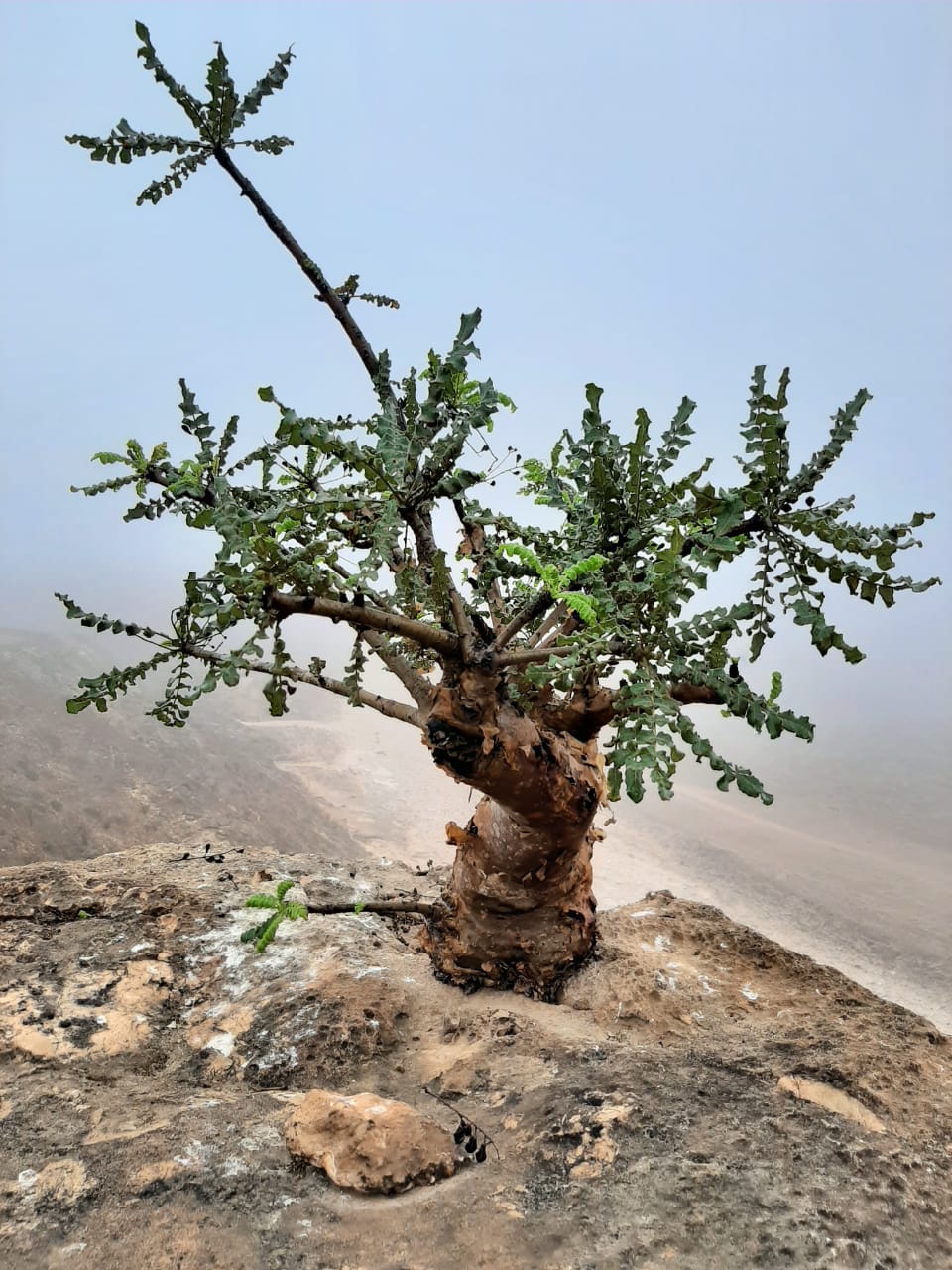 Two poems for courage: “Against Hesitation” by Charles Rafferty and ...