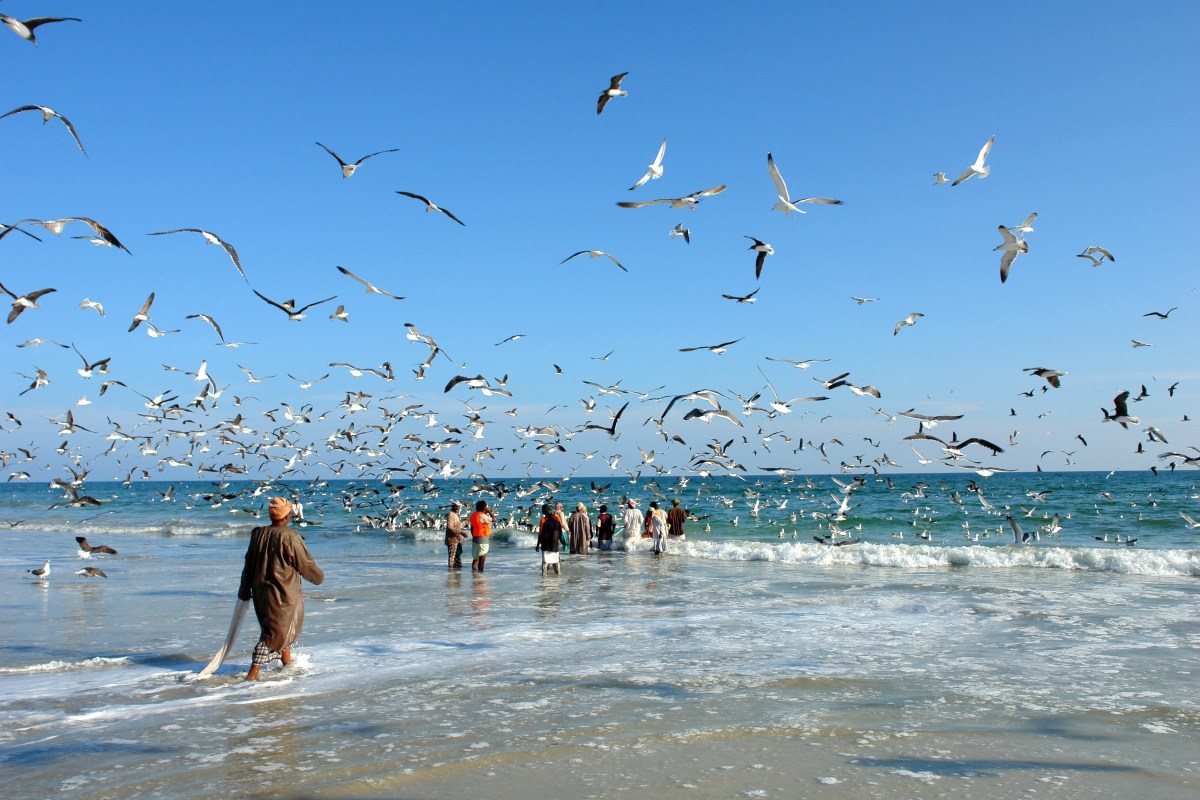 Foodways: Fishing from or near the Shore – Sardines – Come From Away