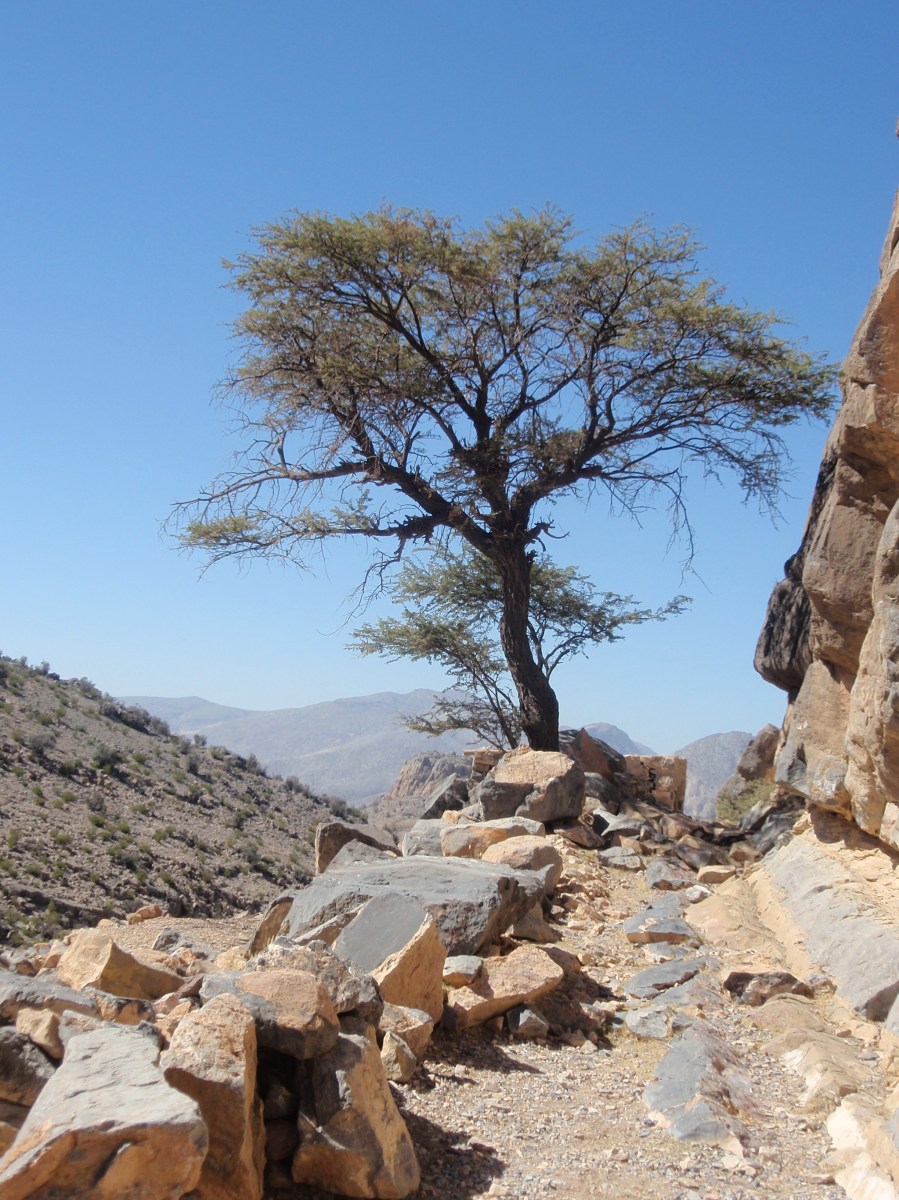 Steve Cass – Come From Away