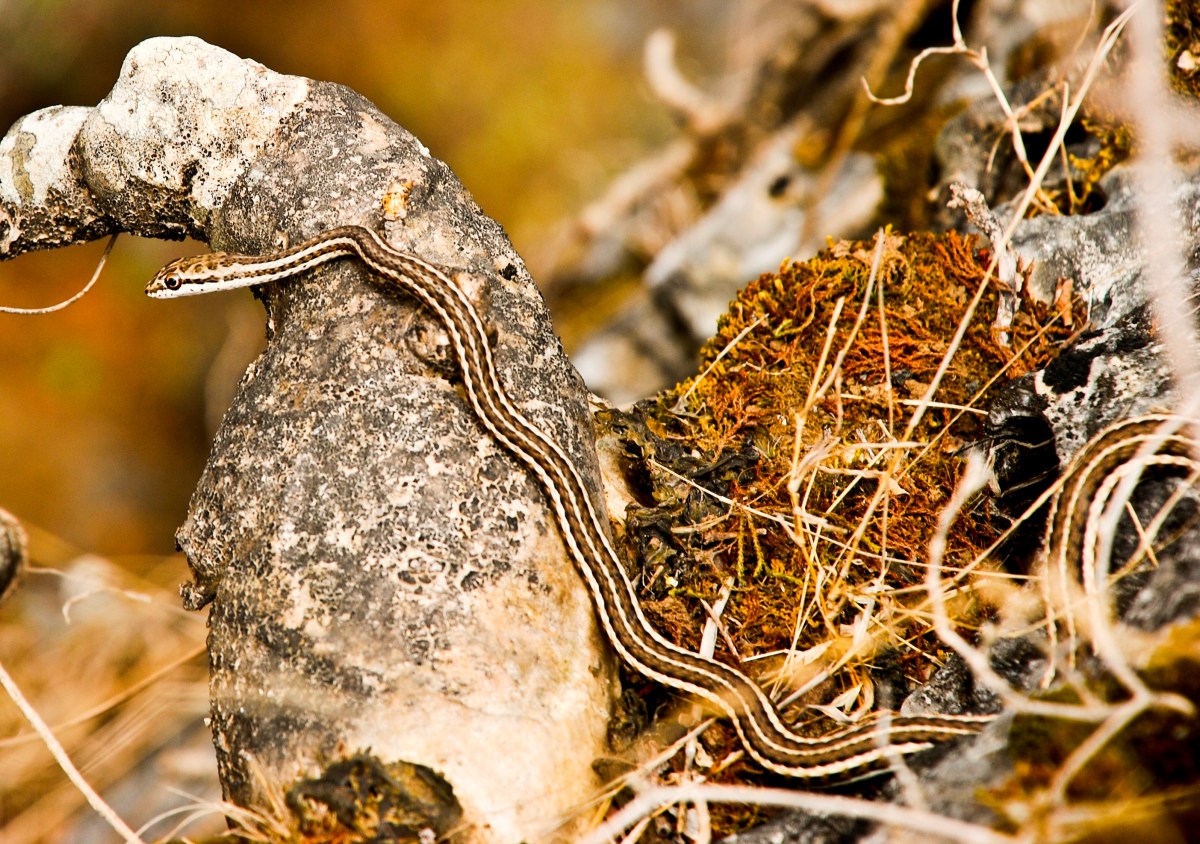Culture Shock: Bumpy Reentry and Moral Dilemmas – Come From Away